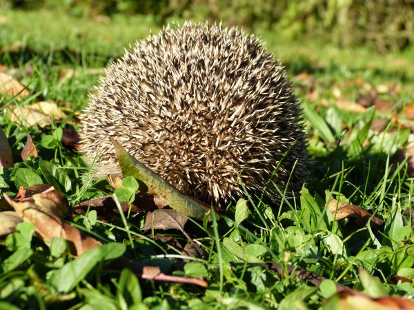 Verhalten des Igels – Welt der Igel e.V.