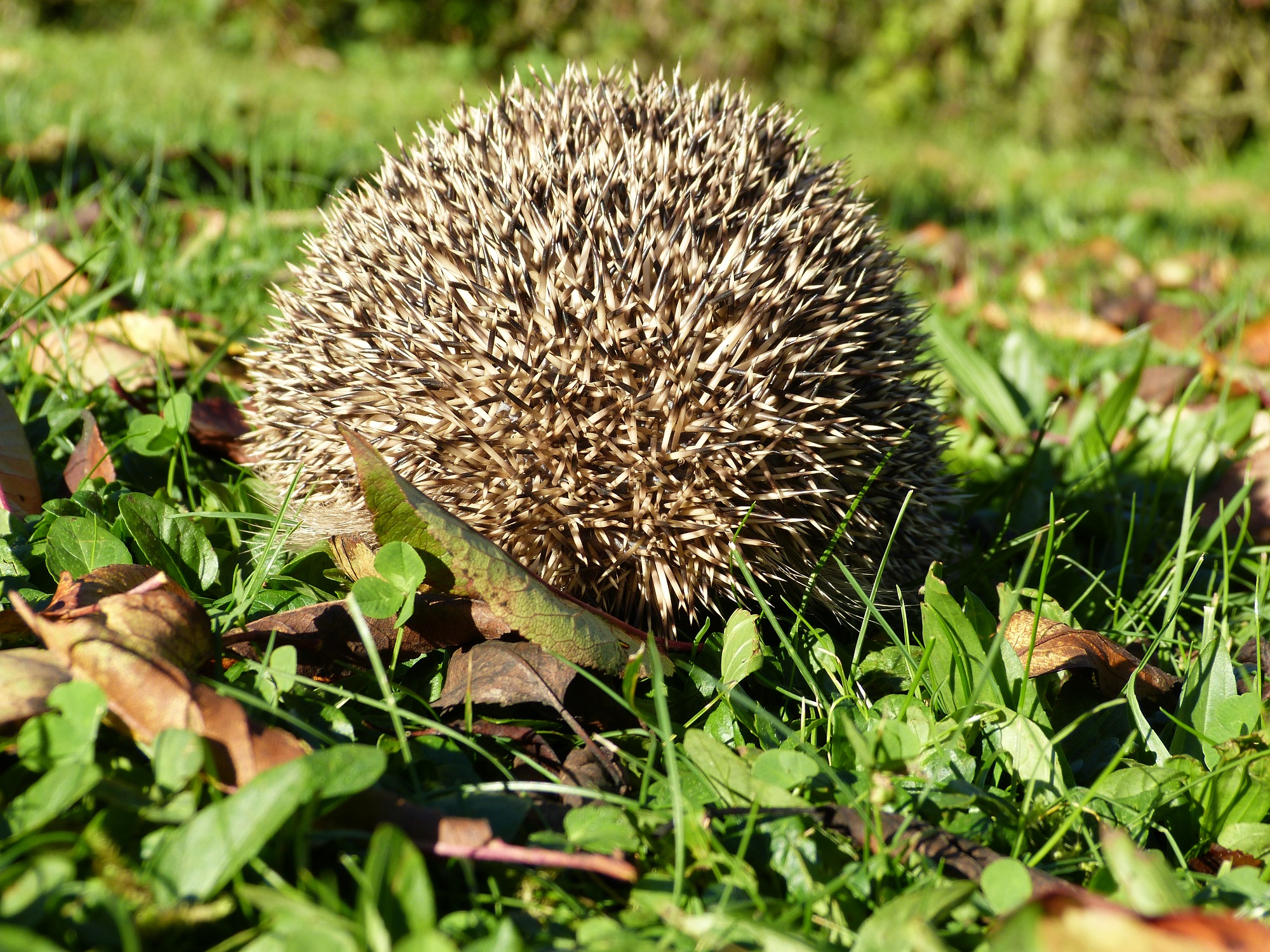 Verhalten des Igels – Welt der Igel e.V.