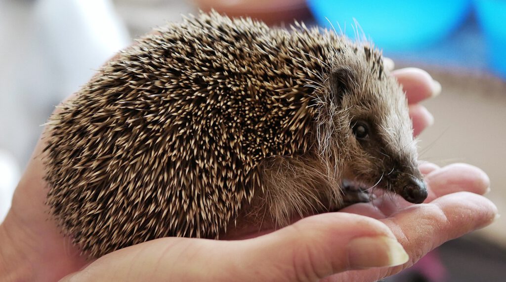 Welt der Igel e.V. – Igelhilfe & Alles rund um den Igel
